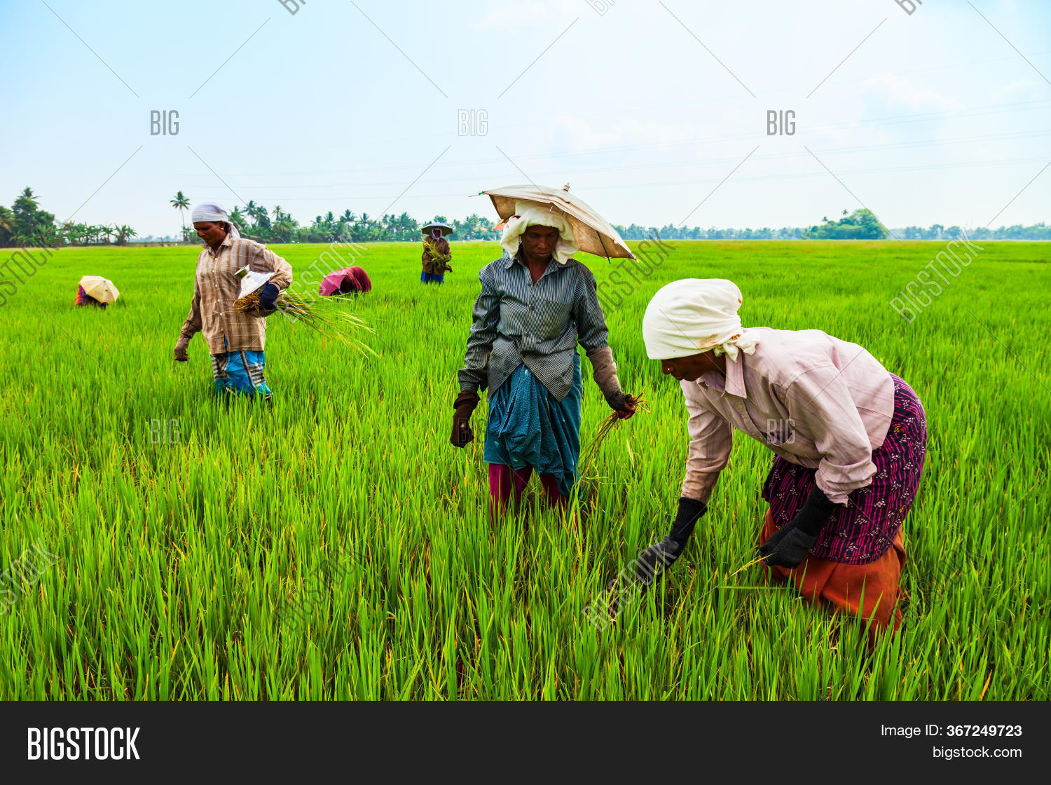 Alappuzha, India - Image & Photo (Free Trial) | Bigstock
