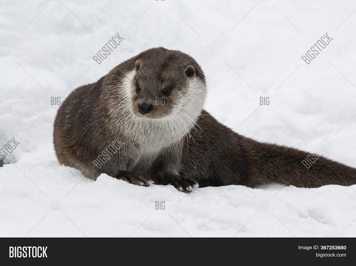 River Otter Winter Fur Image & Photo (Free Trial) | Bigstock