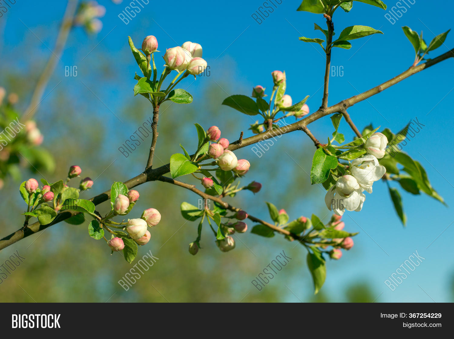 Apple Tree Branch Image & Photo (Free Trial) | Bigstock