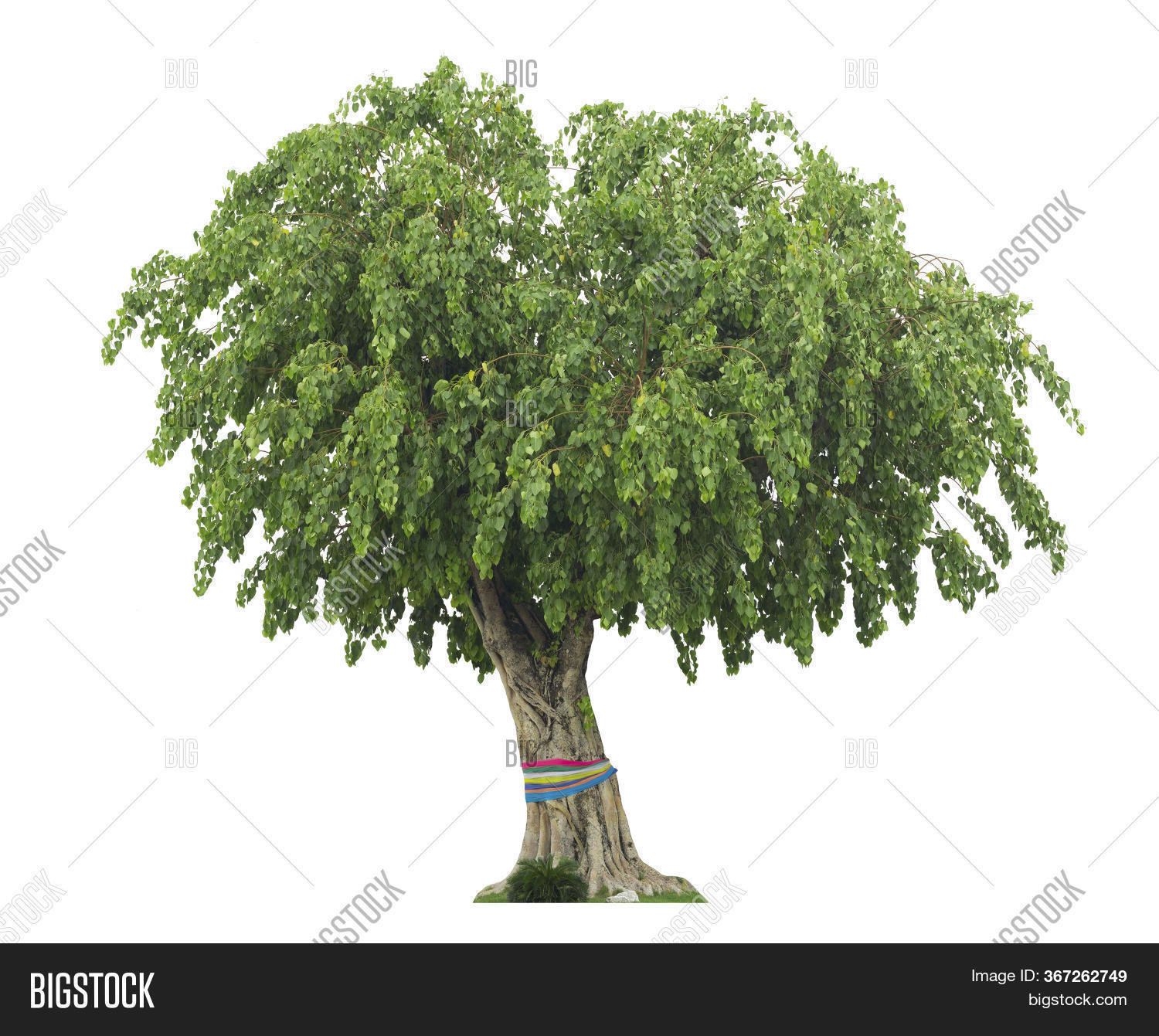 Tree Beautiful Green Image & Photo (Free Trial) | Bigstock