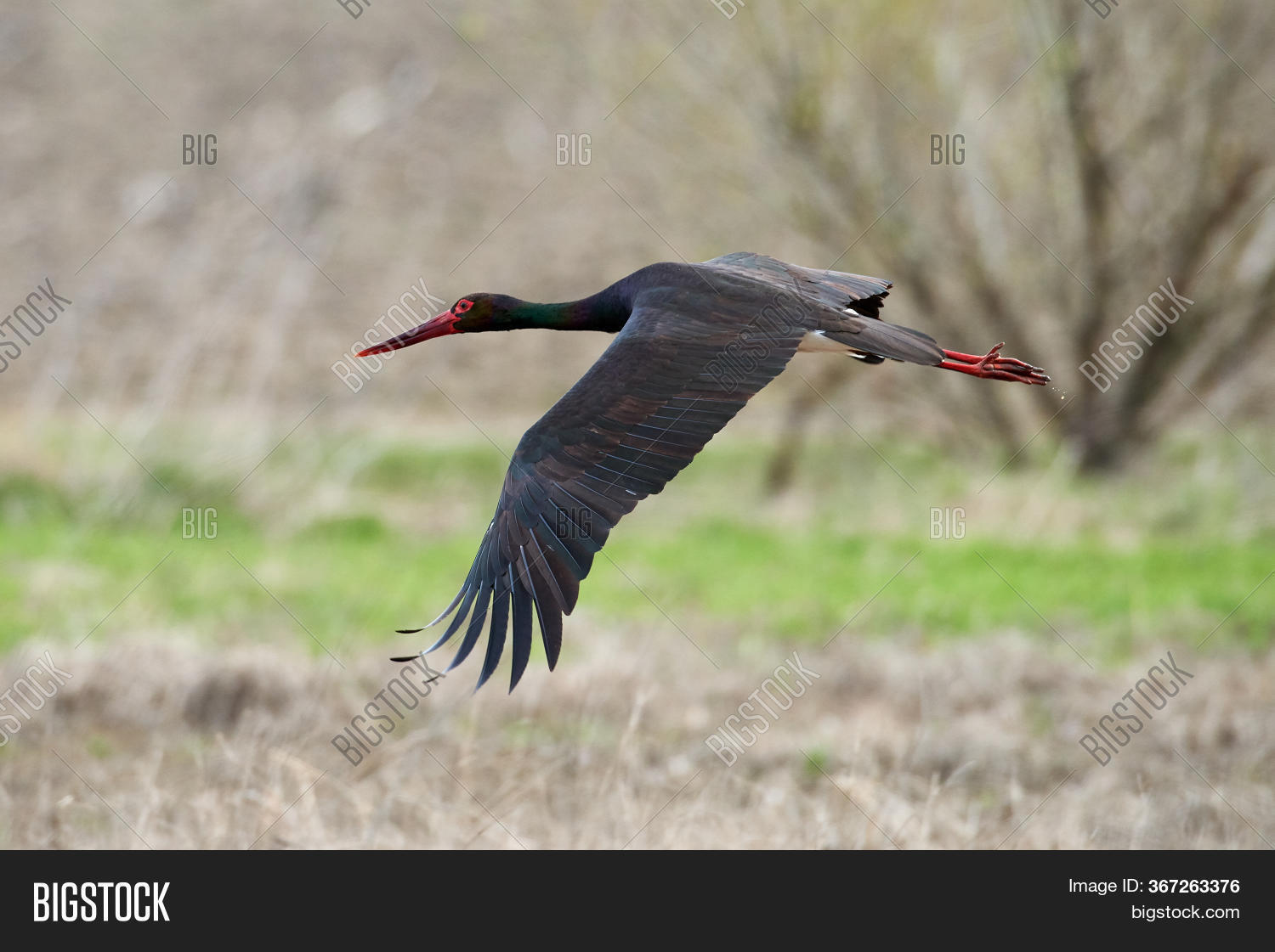 Black Stork Flying Image & Photo (Free Trial) | Bigstock