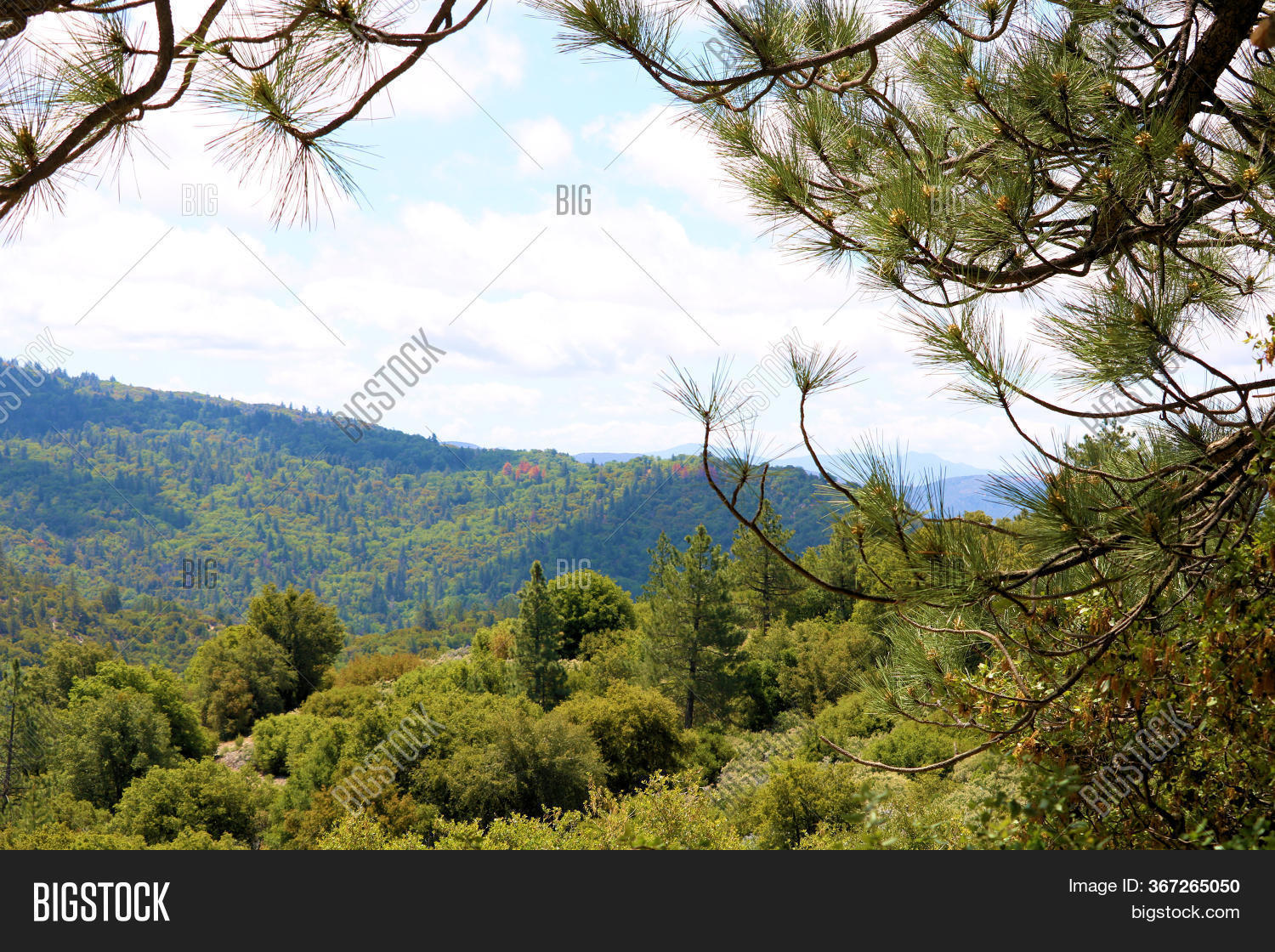 Branches Pine Tree Image & Photo (Free Trial) | Bigstock