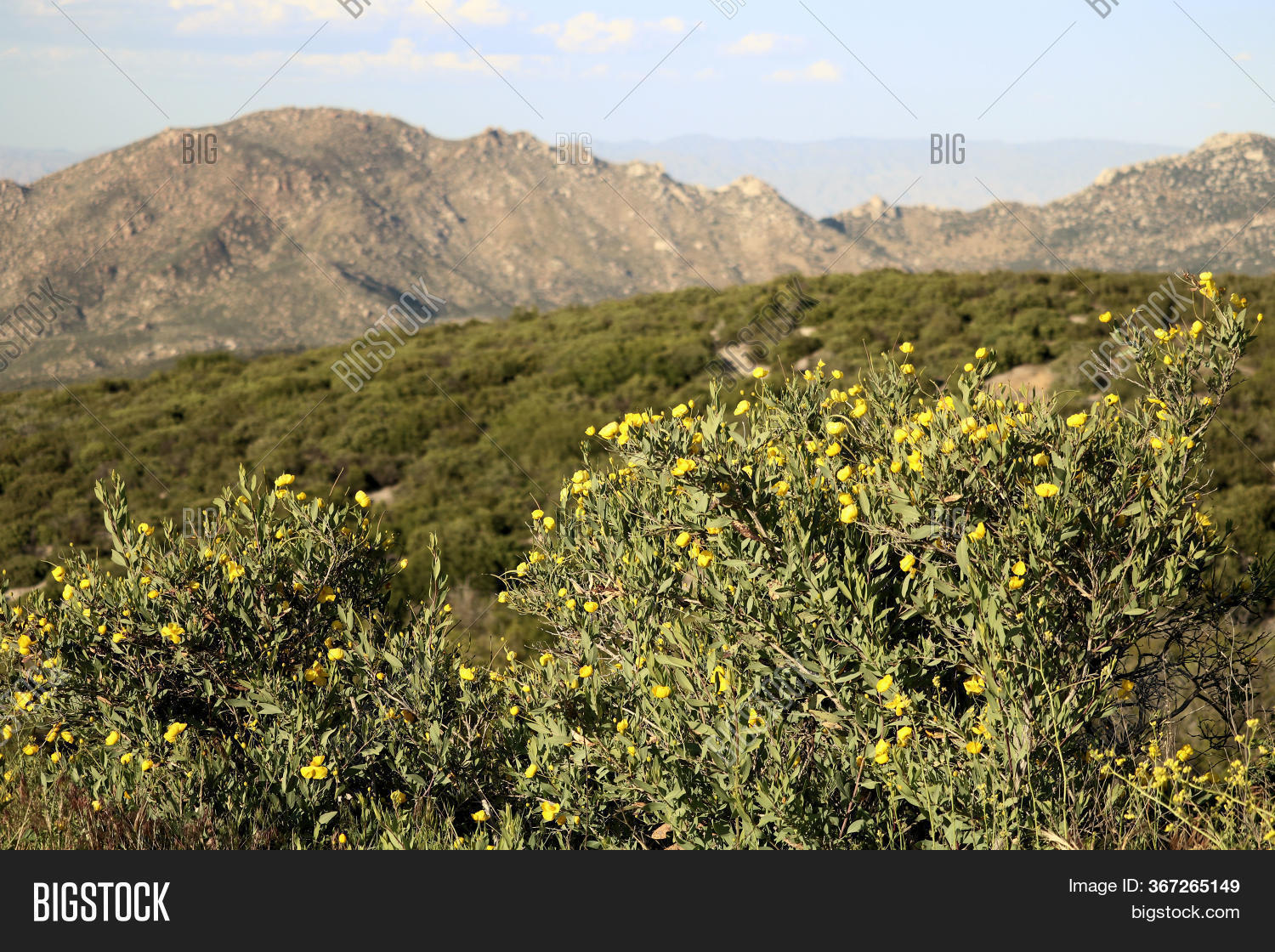Bush Poppy Plants Image & Photo (Free Trial) | Bigstock