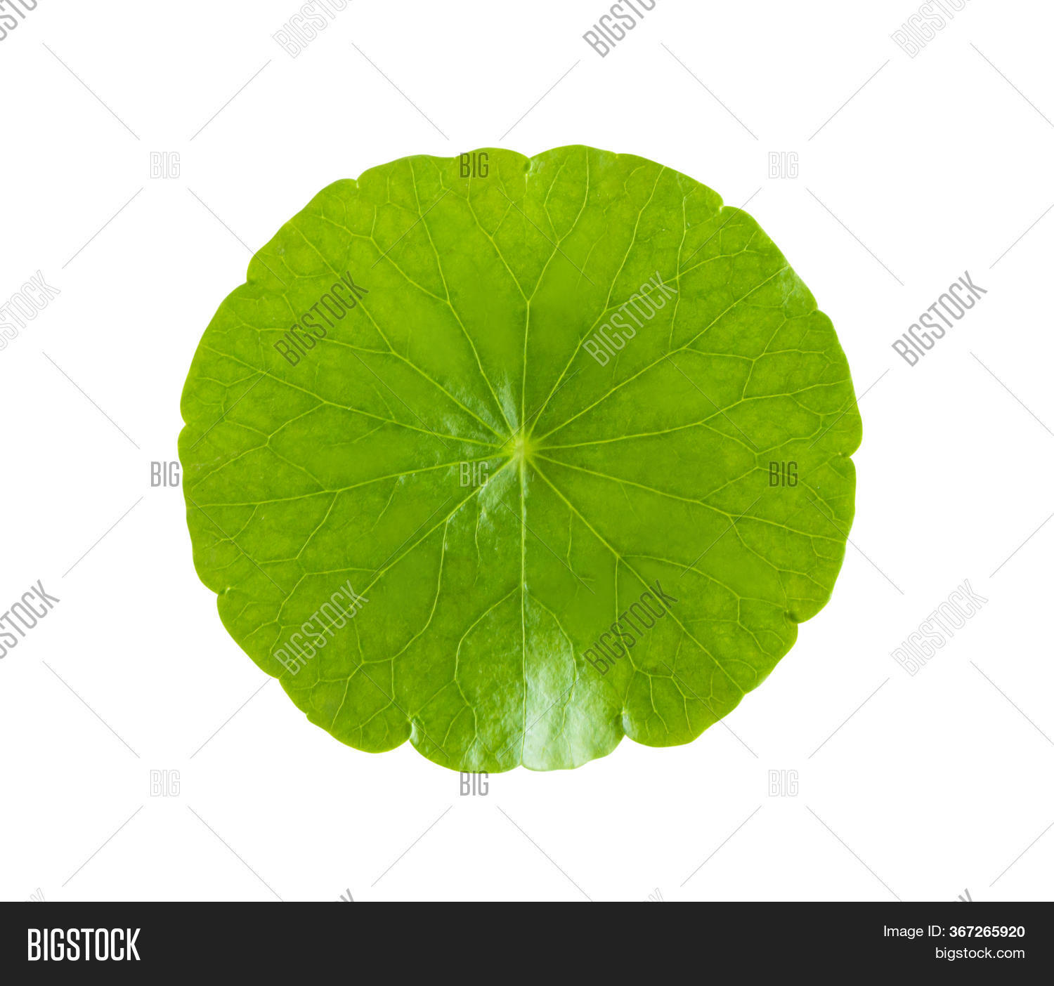 Closeup Leaf Gotu Kola Image & Photo (Free Trial) | Bigstock