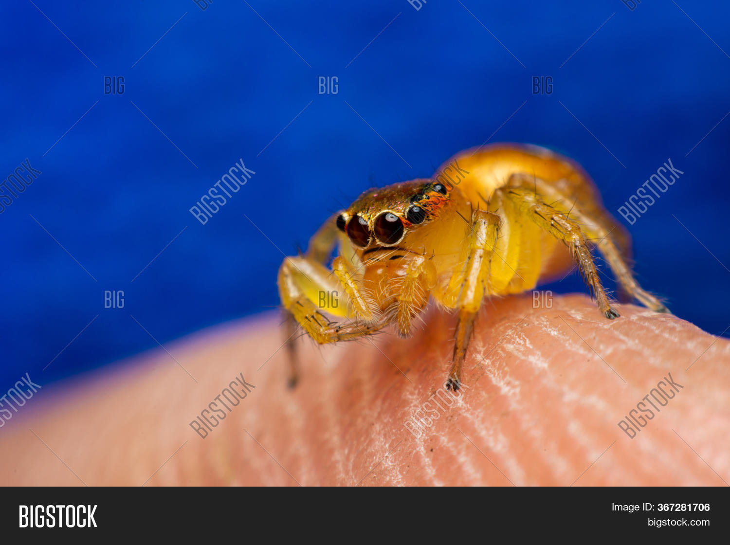 Close Jumping Spider Image & Photo (Free Trial) | Bigstock