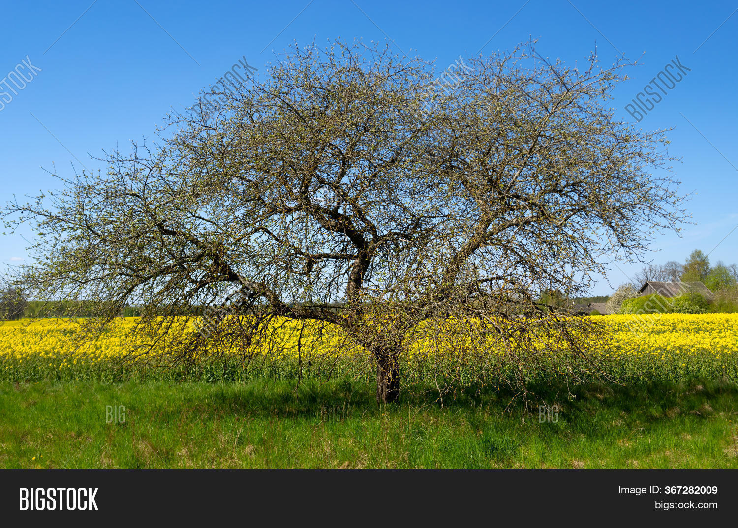 Apple Tree Early Image & Photo (Free Trial) | Bigstock