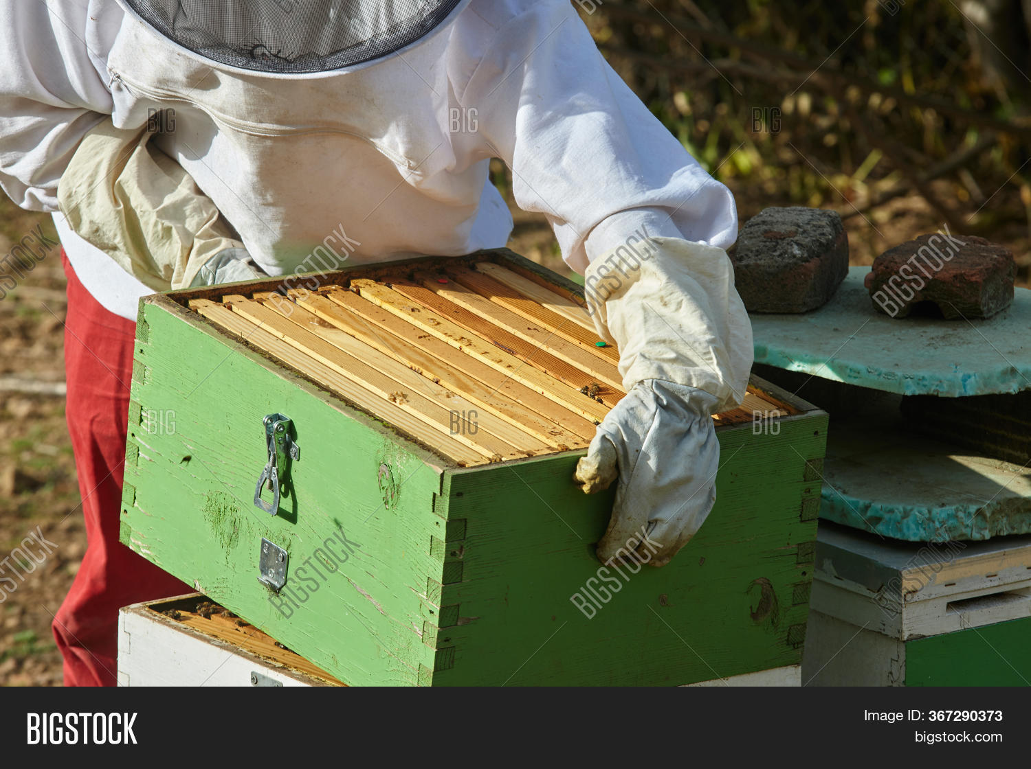 Beekeeper Working Image & Photo (Free Trial) | Bigstock