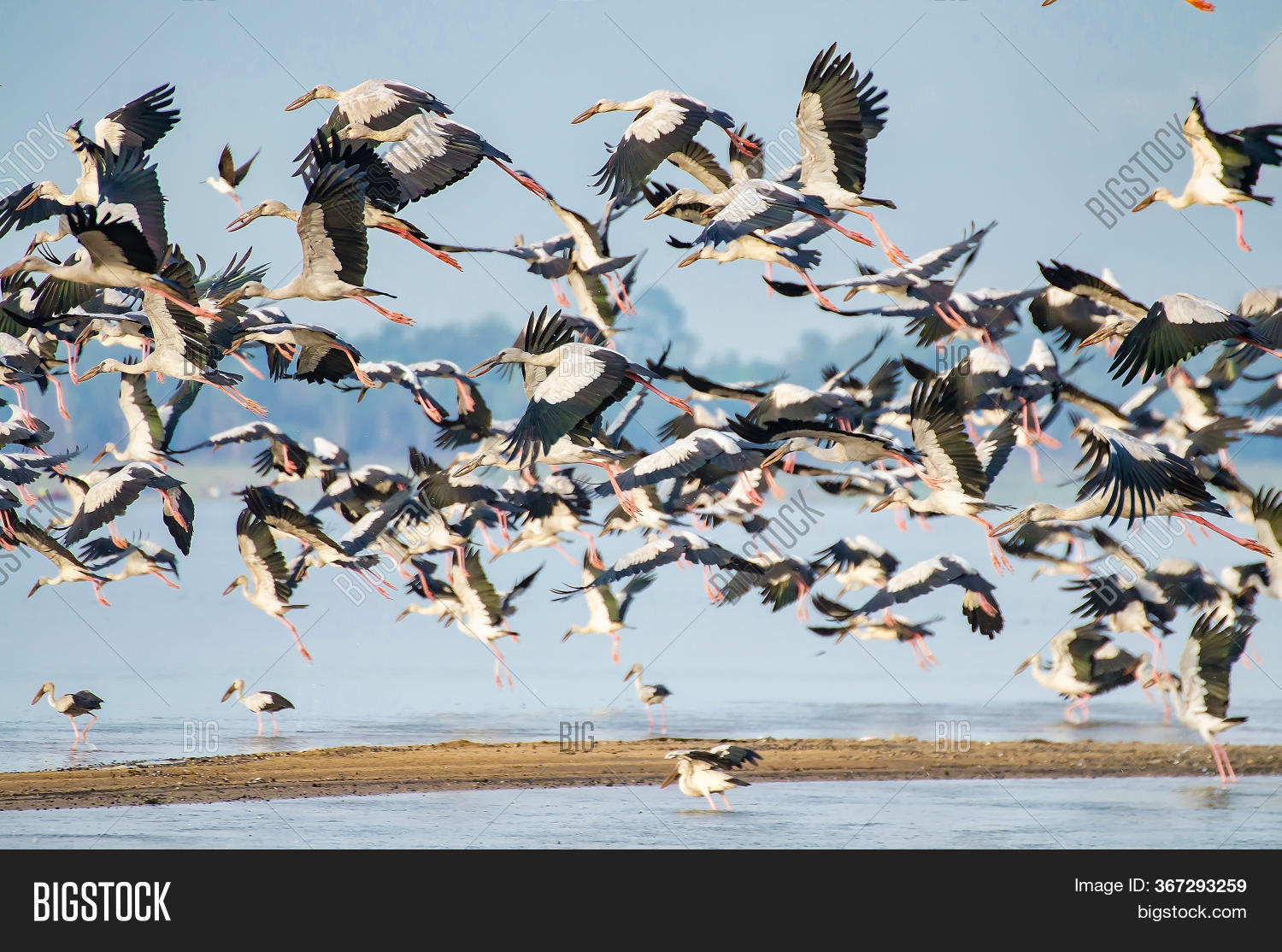 Flock Openbill Stork Image & Photo (Free Trial) | Bigstock