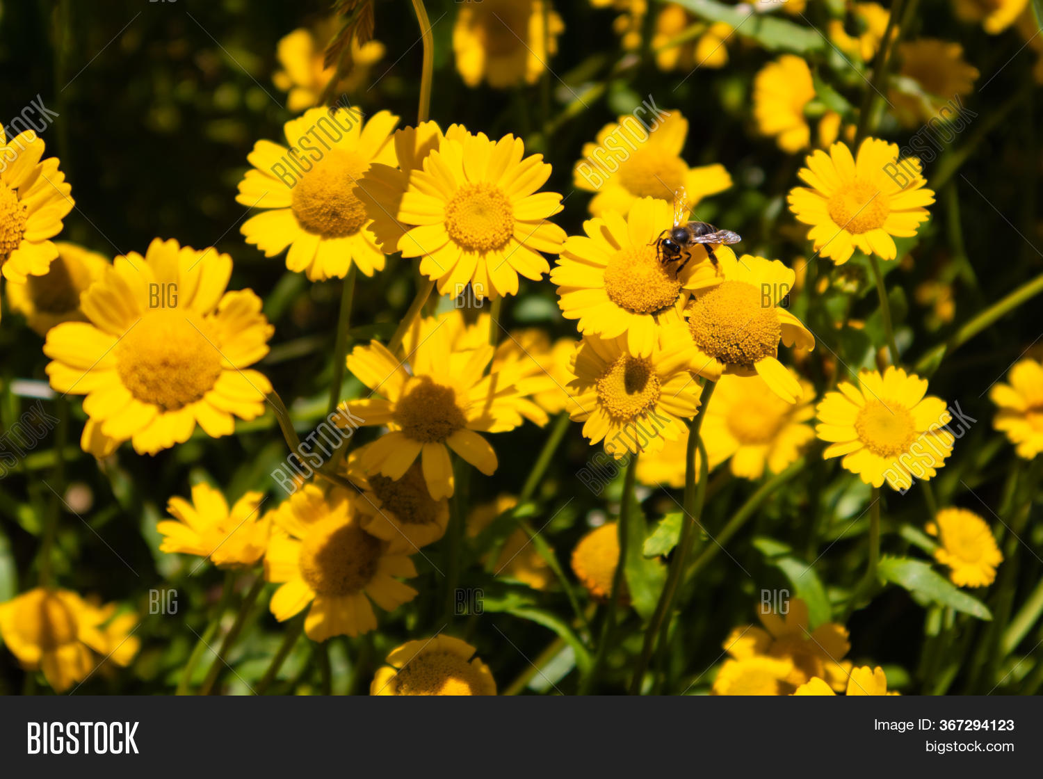 Bee Taking Nectar Out Image & Photo (Free Trial) | Bigstock