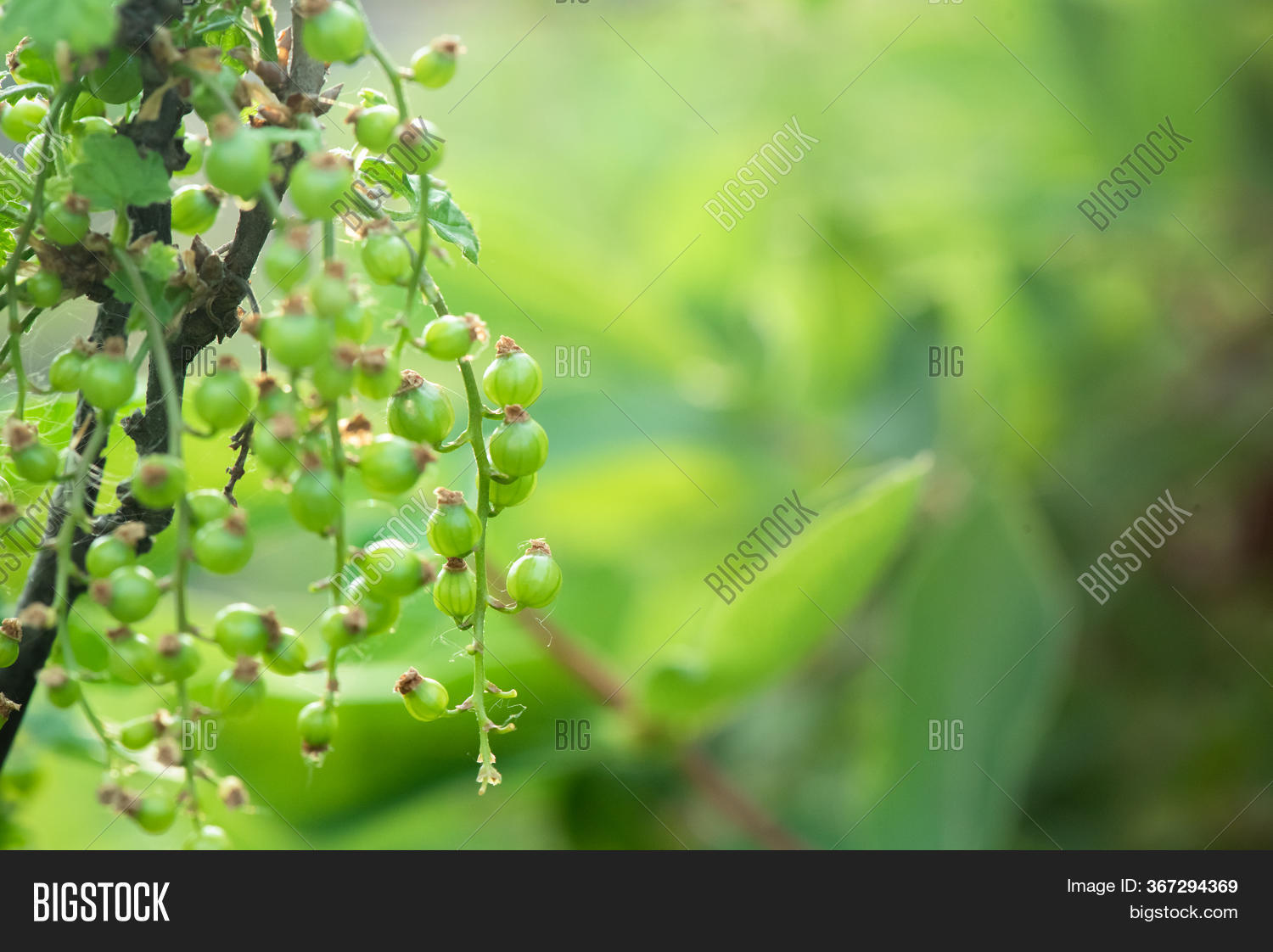 Unripe Currant Berry Image & Photo (Free Trial) | Bigstock