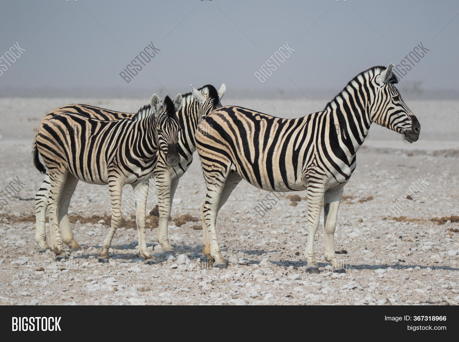 Herd Striped Zebras Image & Photo (Free Trial) | Bigstock