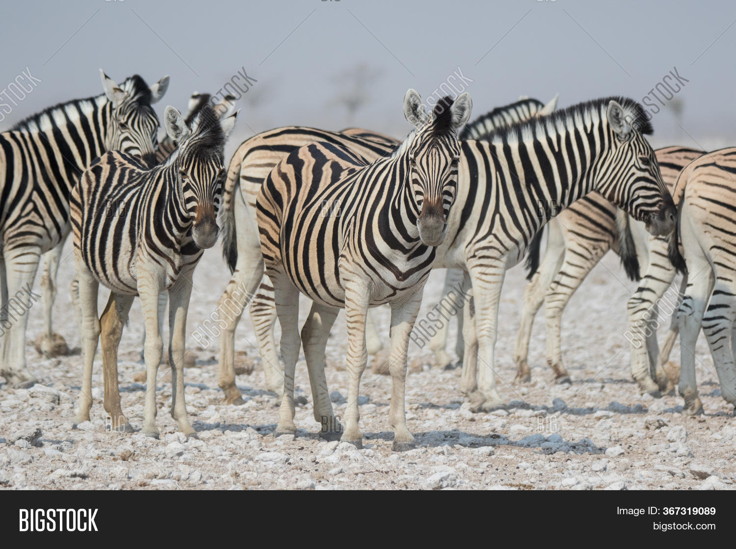 Herd Striped Zebras Image & Photo (Free Trial) | Bigstock