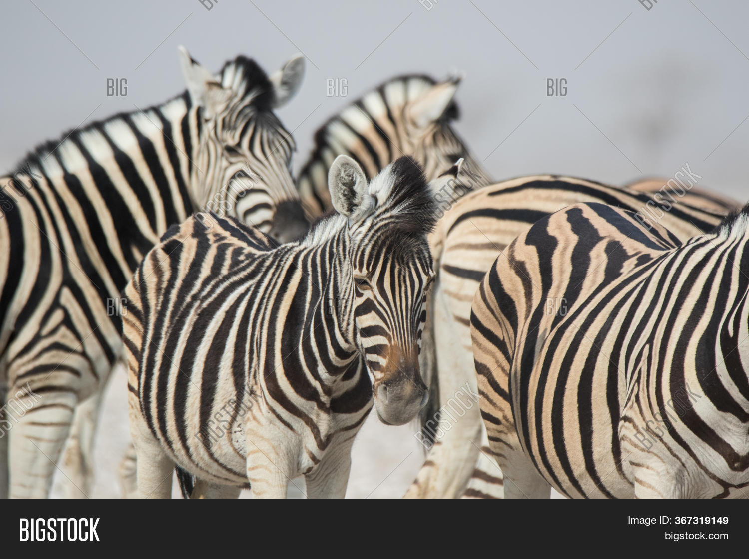 Herd Striped Zebras Image & Photo (Free Trial) | Bigstock