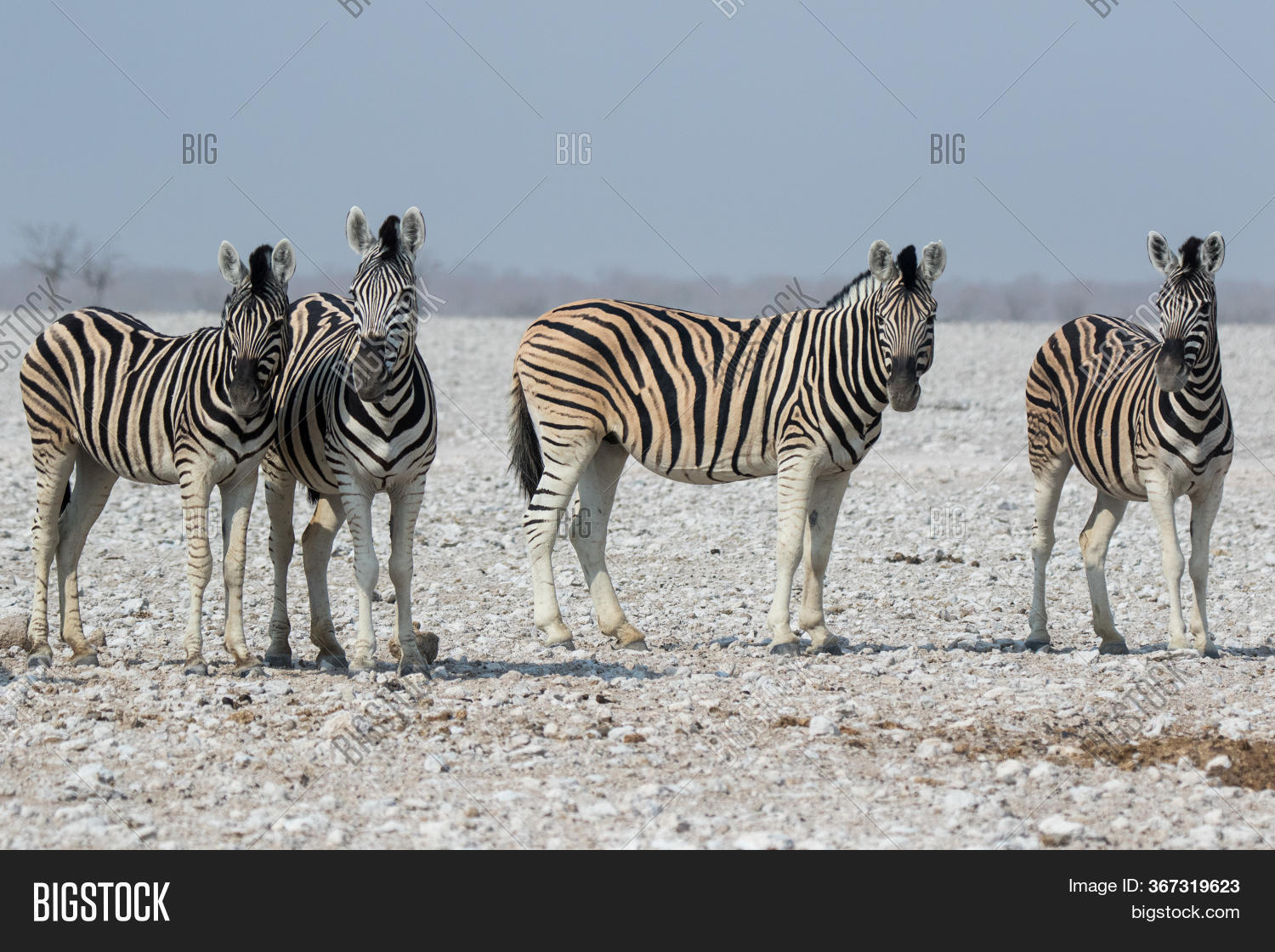 Herd Striped Zebras Image & Photo (Free Trial) | Bigstock