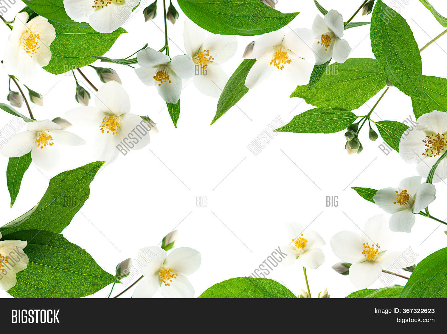 Jasmine Flower Frame Image & Photo (Free Trial) | Bigstock