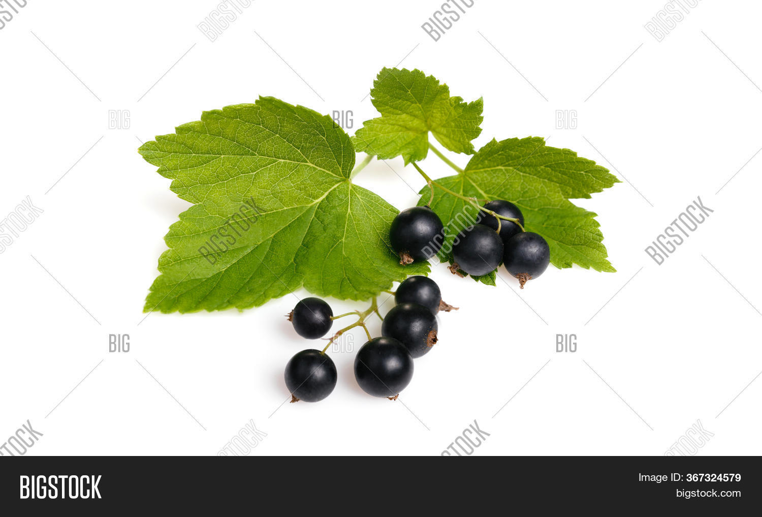 Black Currant Leaves Image & Photo (Free Trial) | Bigstock