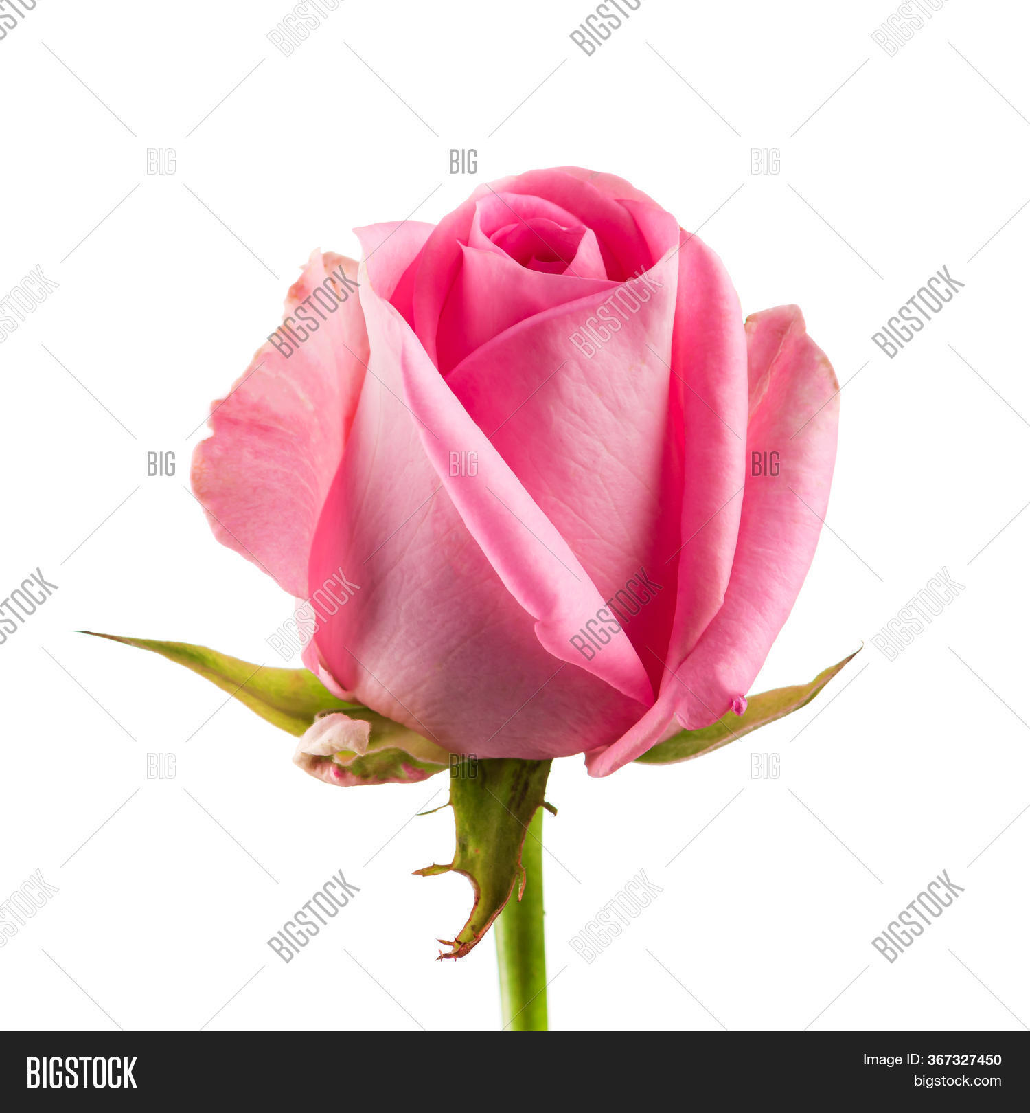 Single Pink Rose On Image & Photo (Free Trial) | Bigstock
