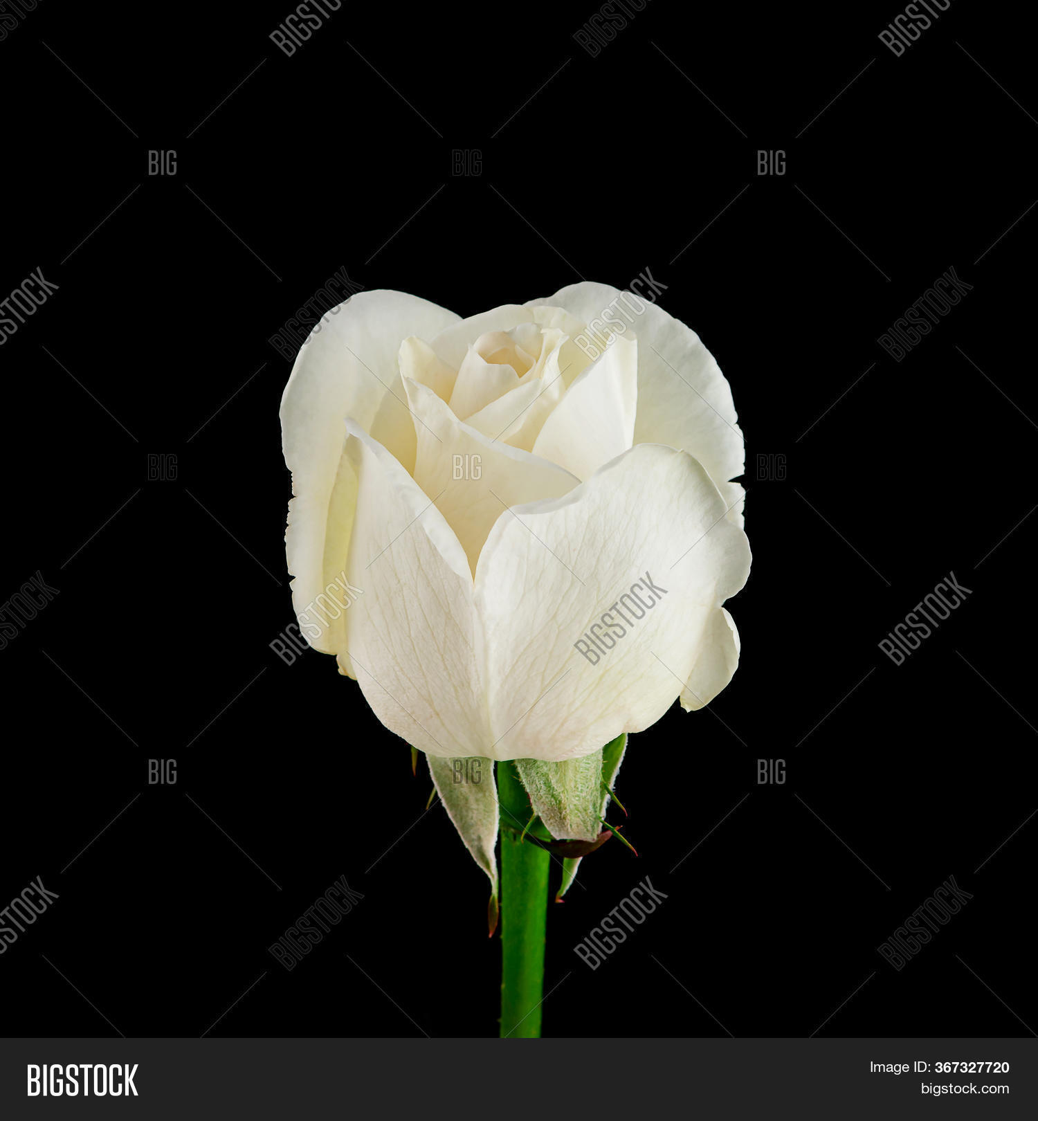 White Rose Bud Close- Image & Photo (Free Trial) | Bigstock