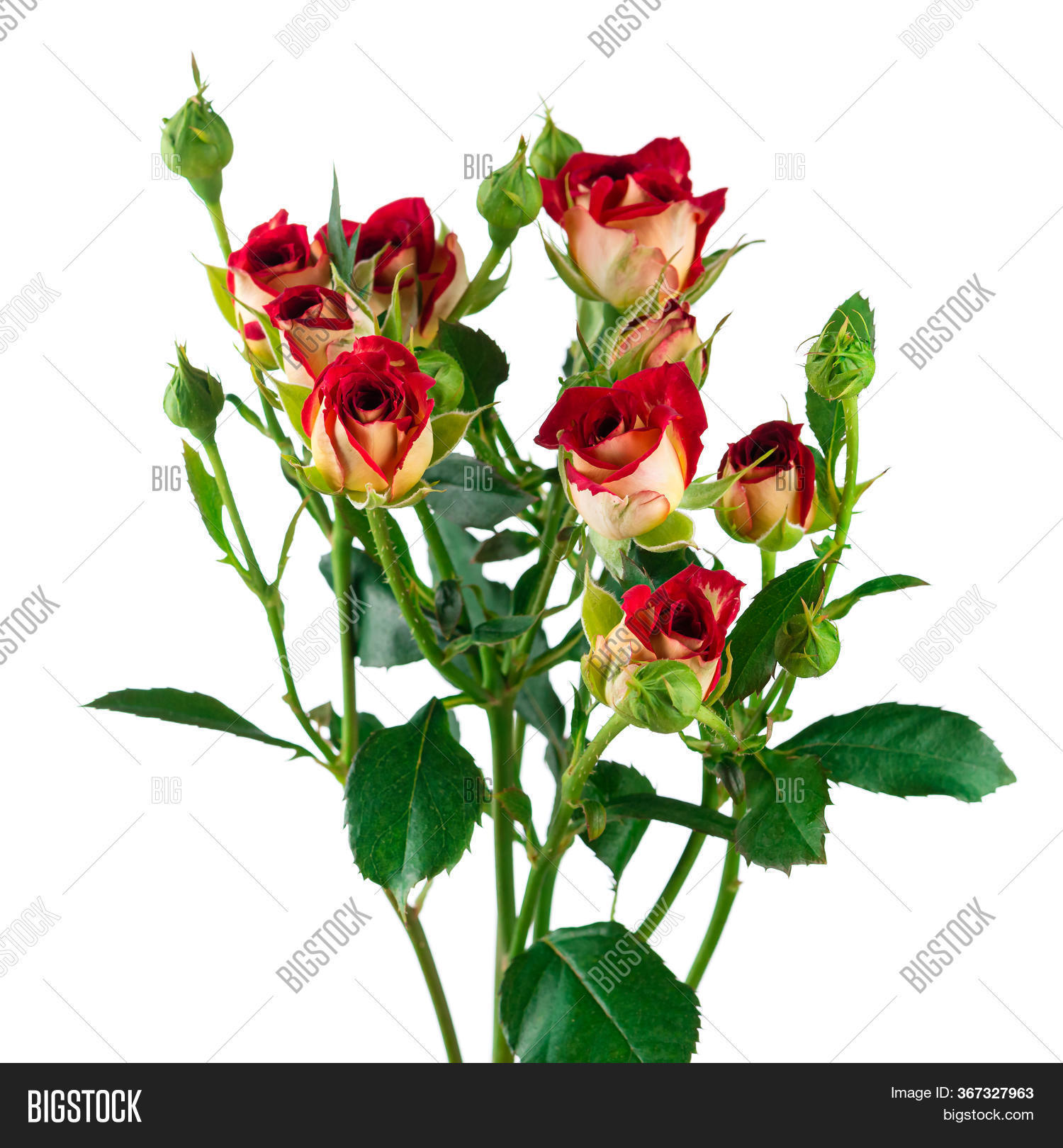 Red Pink Spray Rose Image & Photo (Free Trial) | Bigstock