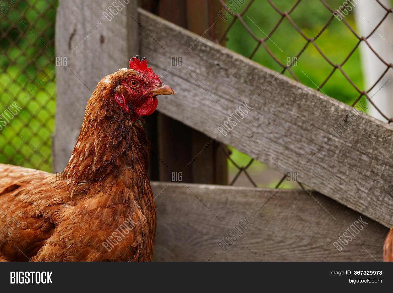 Chicken Standing On Image & Photo (Free Trial) | Bigstock