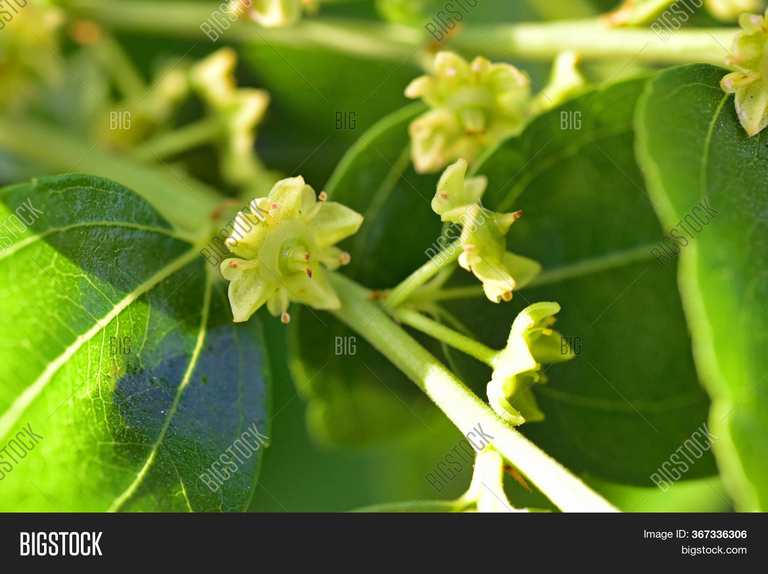 Jojoba Blooming Tree Image & Photo (Free Trial) | Bigstock