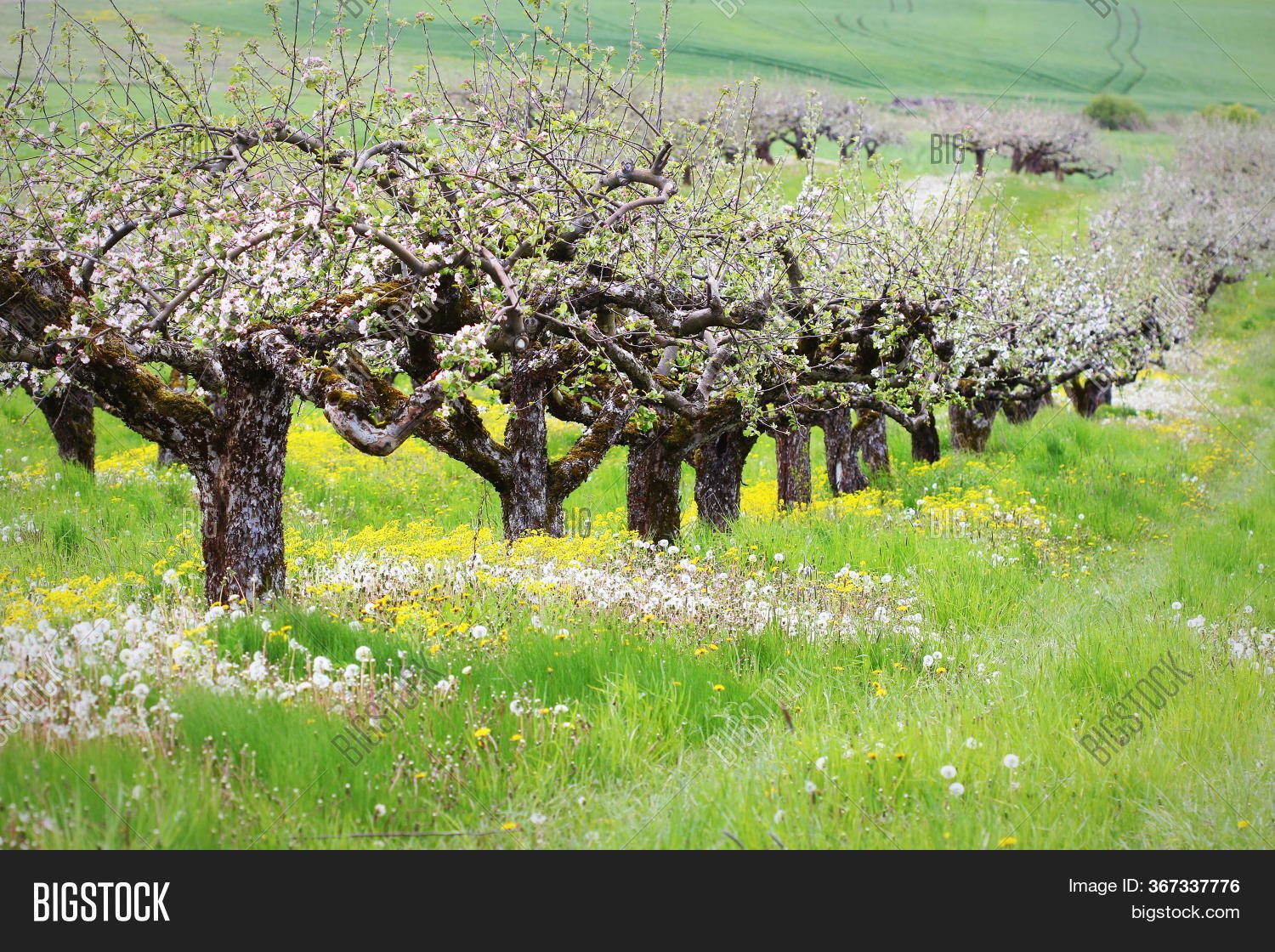Spring Blossom Image & Photo (Free Trial) | Bigstock