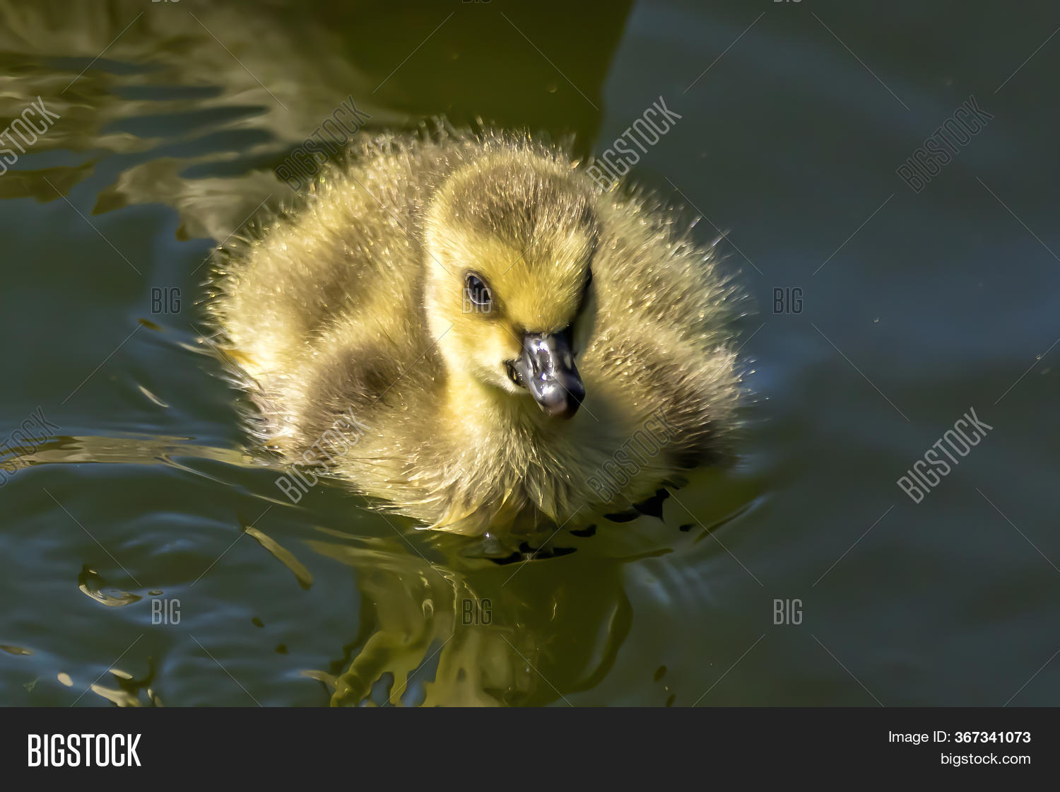 Canadian Goose Chick Image & Photo (Free Trial) | Bigstock
