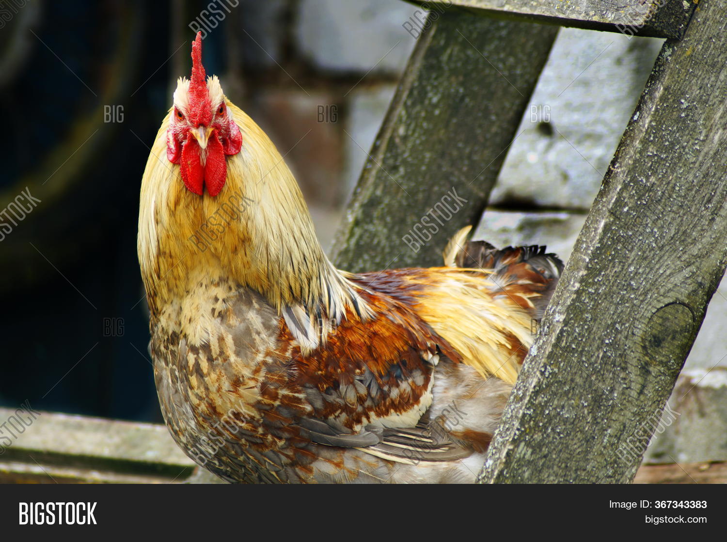 Portrait Golden Image & Photo (Free Trial) | Bigstock