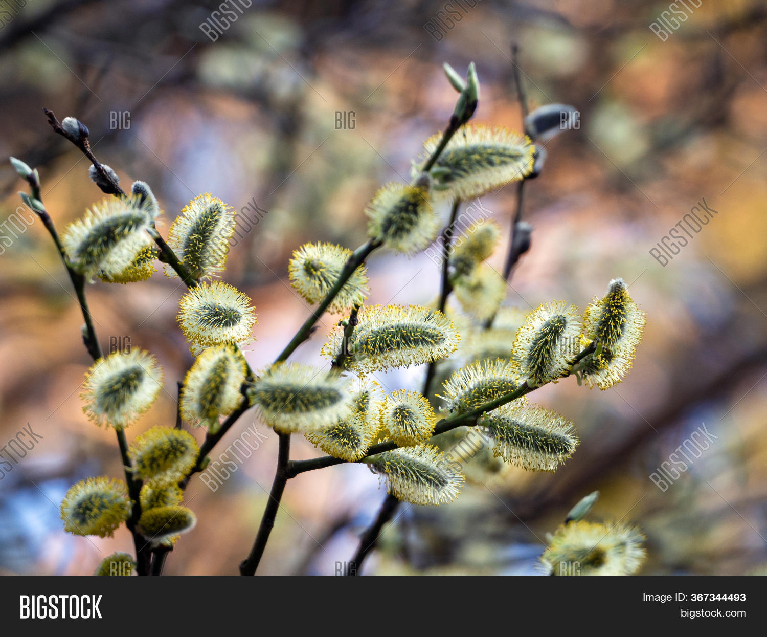 Fluffy, Soft Flowers Image & Photo (Free Trial) | Bigstock
