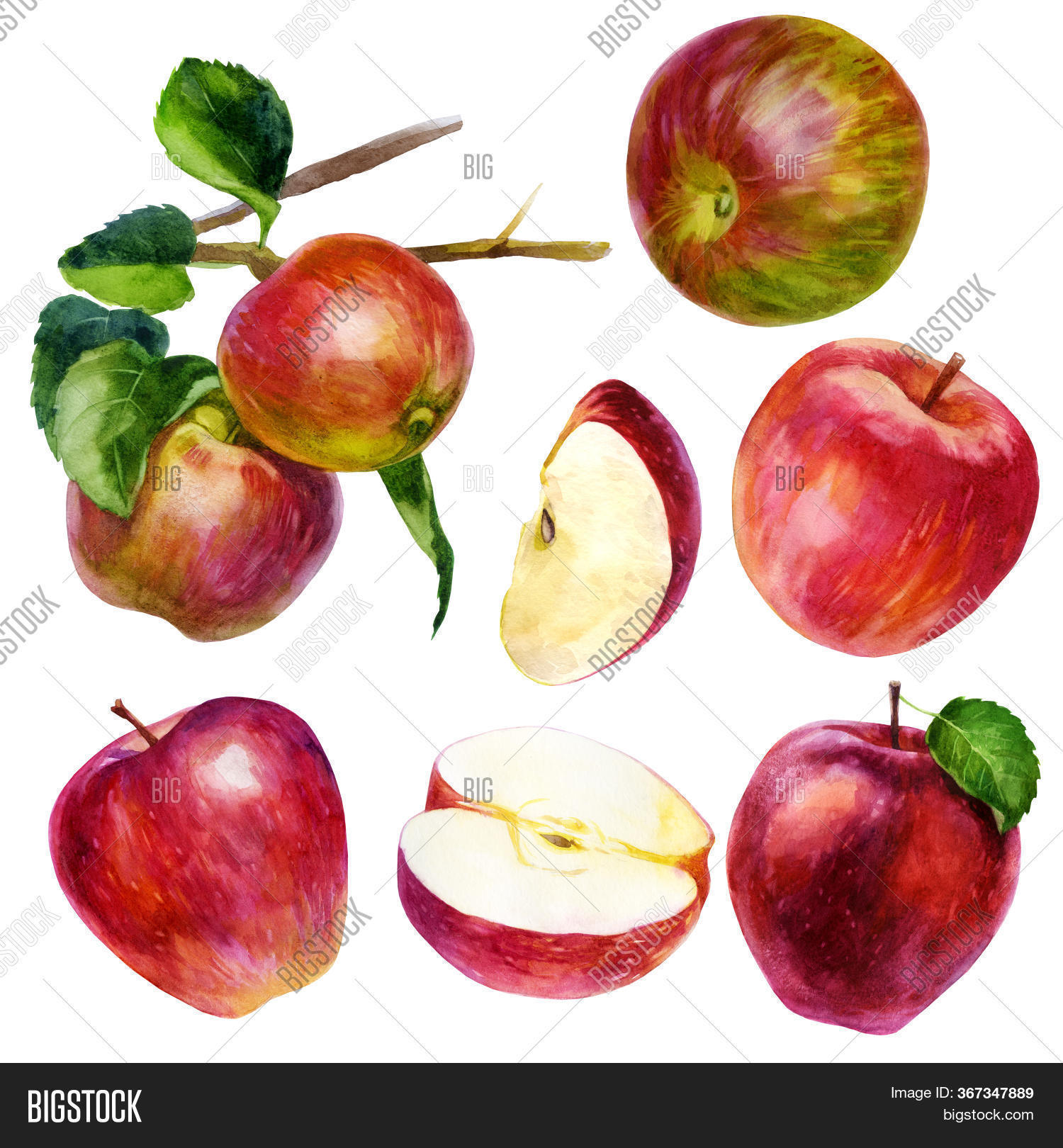 Watercolor Image & Photo (Free Trial) | Bigstock