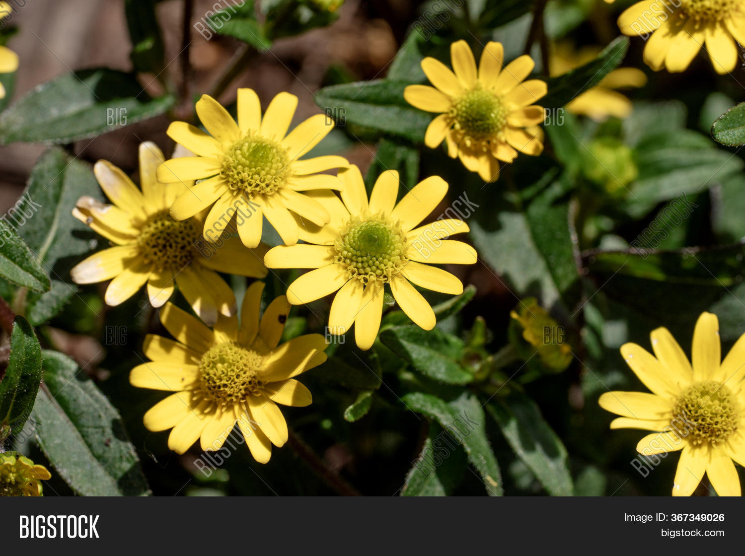 Closeup Zinnia Yellow Image & Photo (Free Trial) | Bigstock