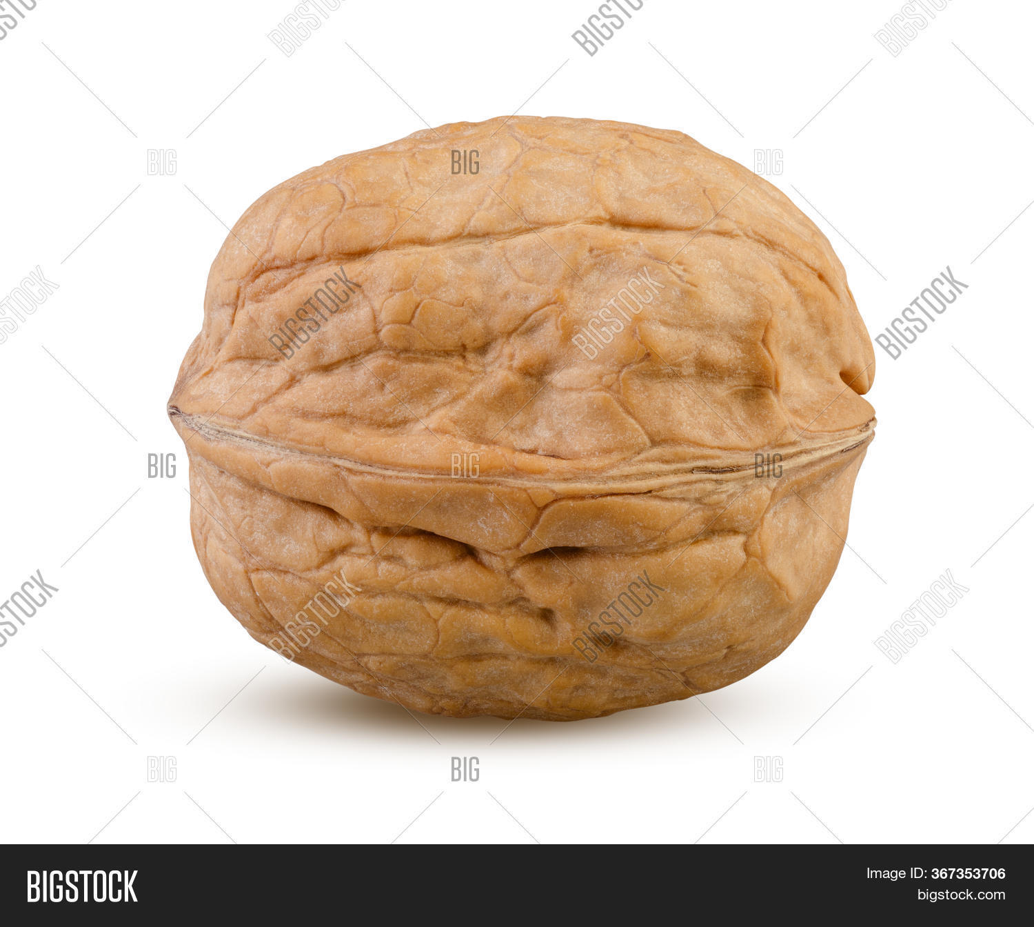 Whole Walnut Isolated Image & Photo (Free Trial) | Bigstock