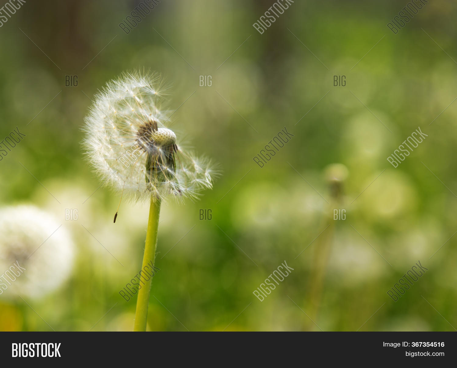 Dandelion Seed Pod Image & Photo (Free Trial) | Bigstock