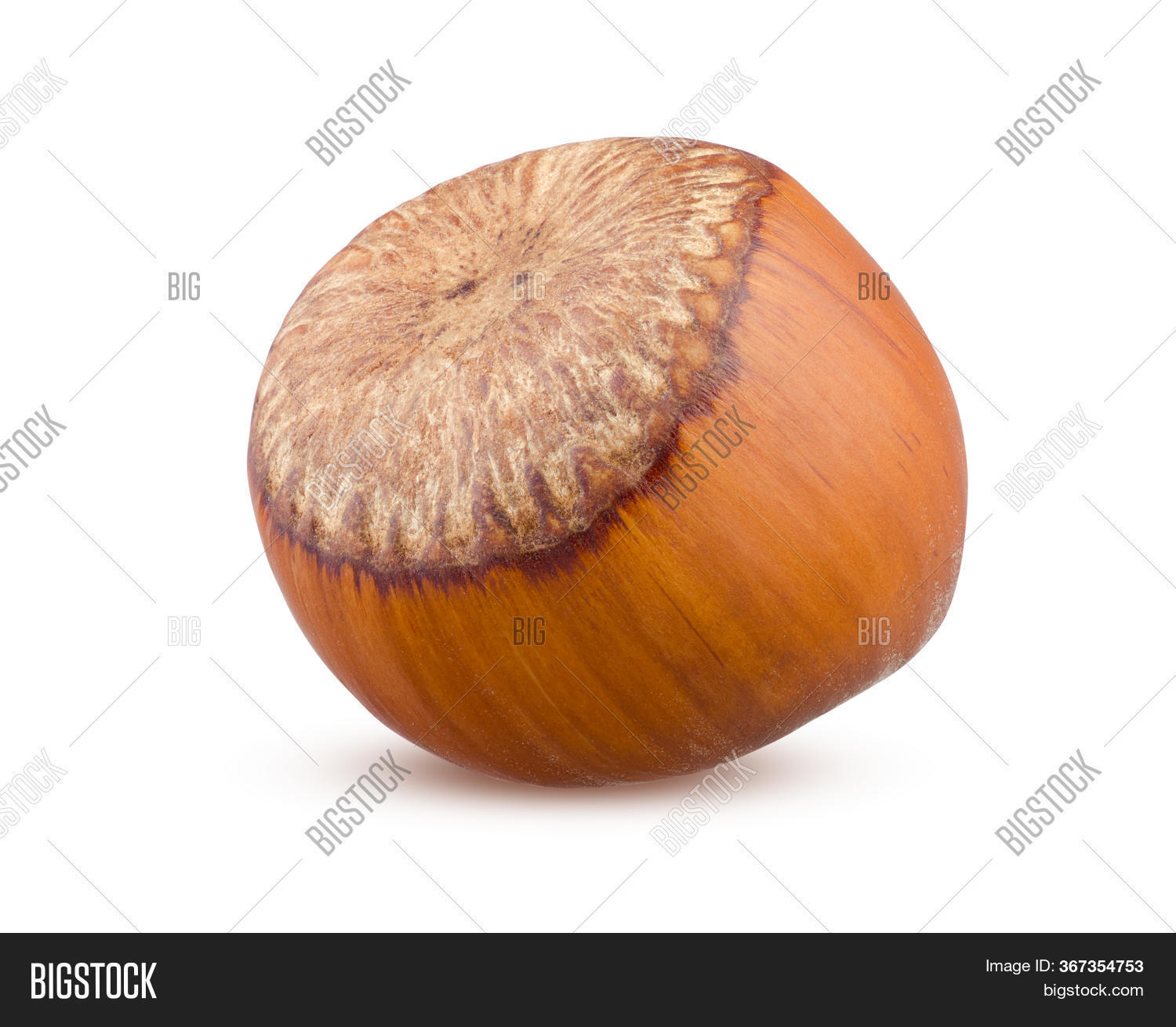 Whole Hazelnut Image & Photo (Free Trial) | Bigstock