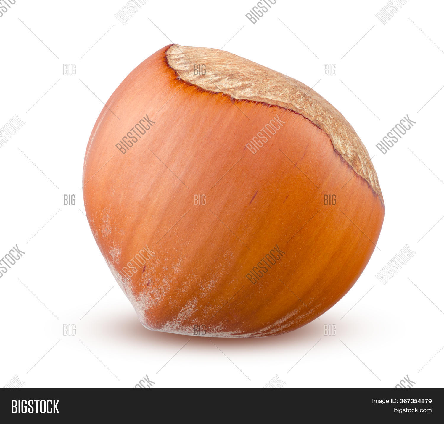 Hazelnut Unpeeled Image & Photo (Free Trial) | Bigstock