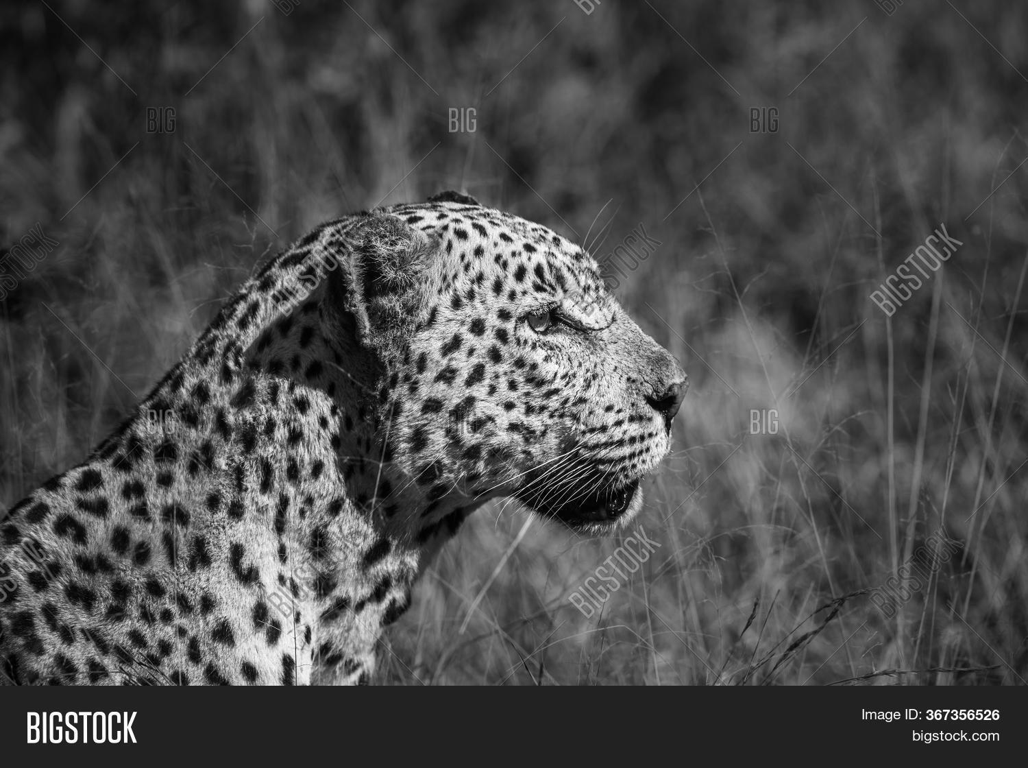 Leopard Portrait Image & Photo (Free Trial) | Bigstock