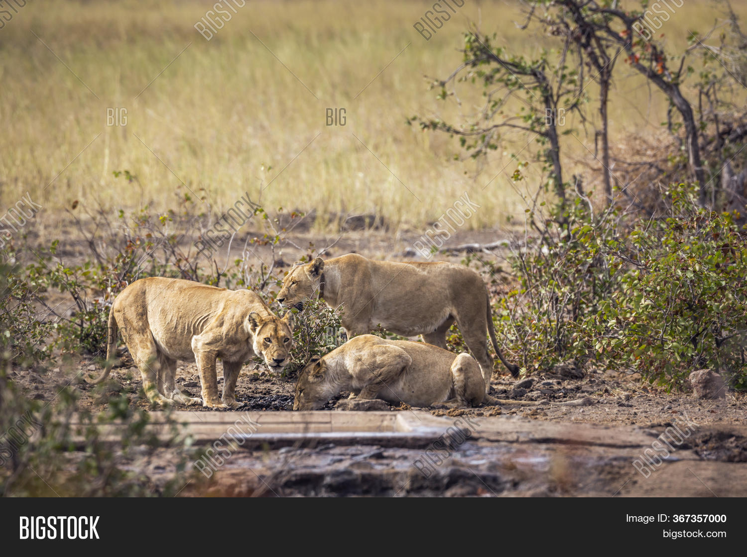 Three African Lioness Image & Photo (Free Trial) | Bigstock