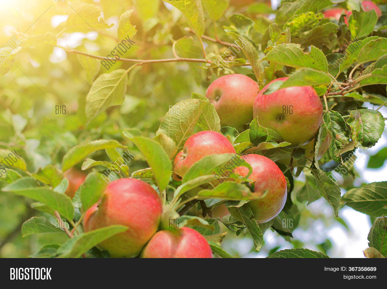 Large Ripe Apples Image & Photo (Free Trial) | Bigstock