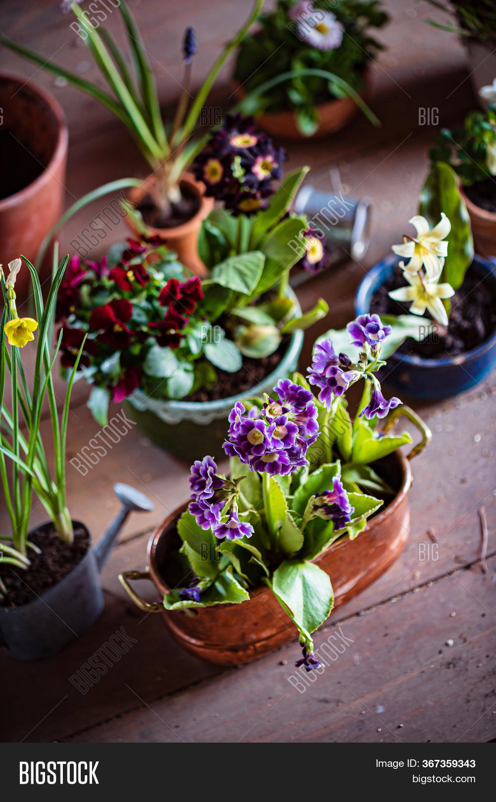 Spring Flowers Pots Image & Photo (Free Trial) | Bigstock