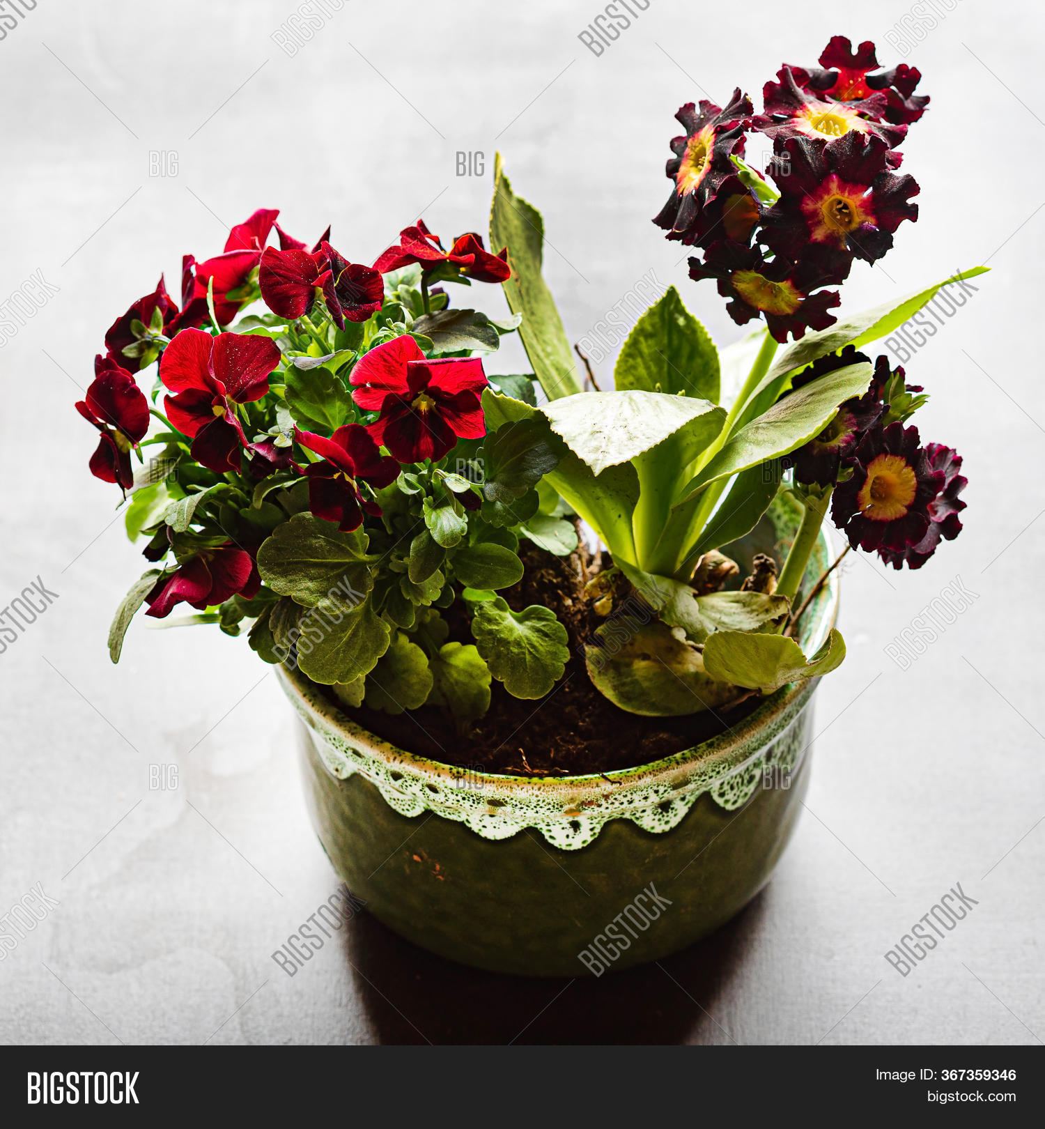 Spring Flowers Pot Image & Photo (Free Trial) | Bigstock