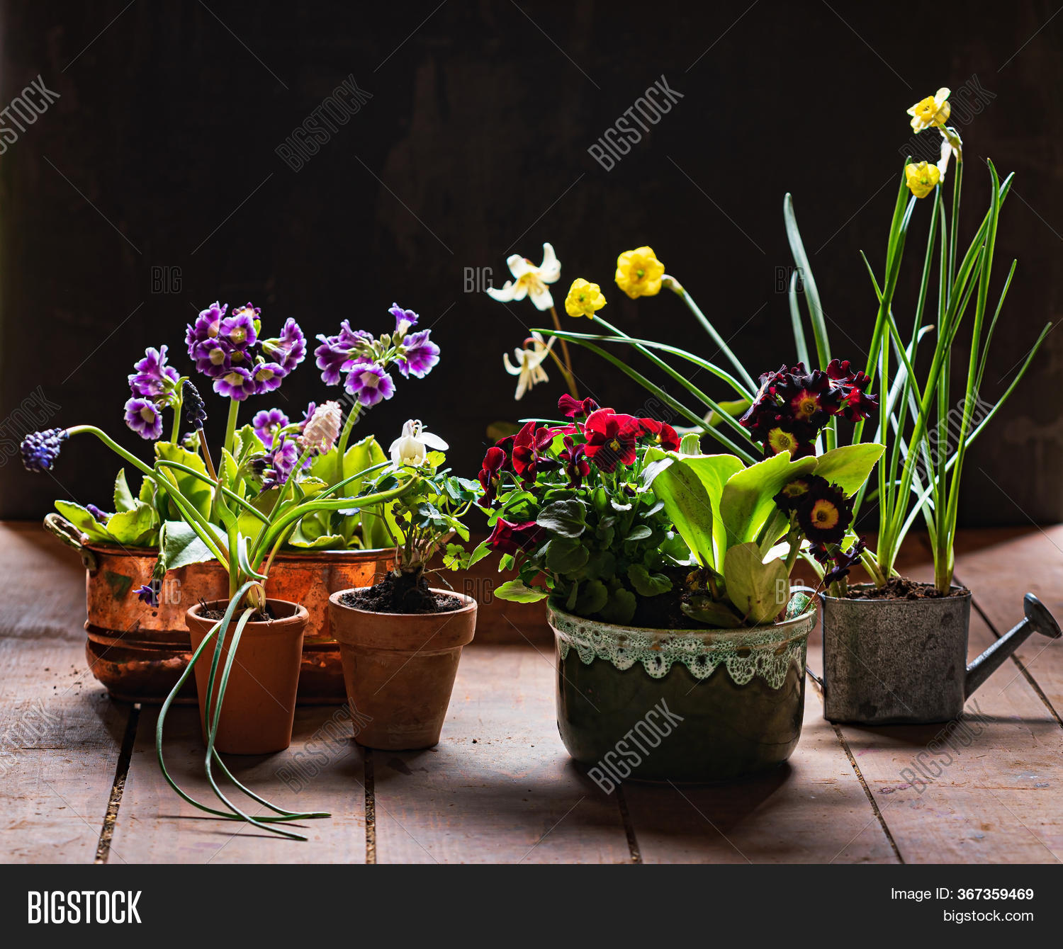Spring Flowers Pots Image & Photo (Free Trial) | Bigstock