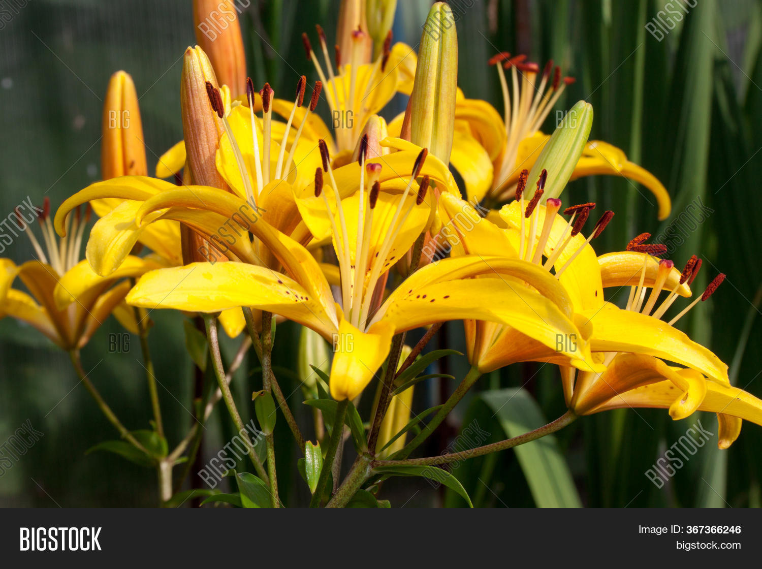 Flowers Lilium Image & Photo (Free Trial) | Bigstock