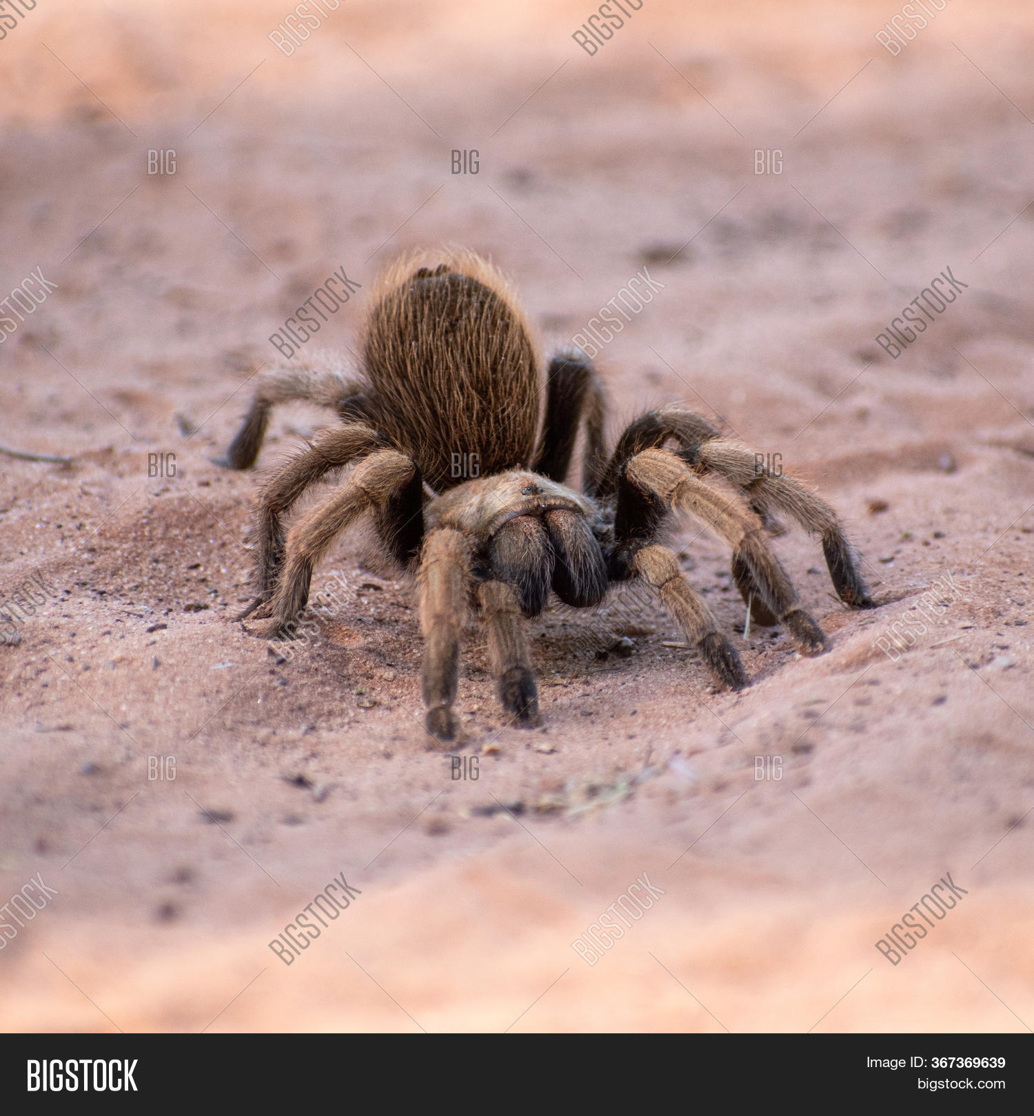 Fuzzy, Brown Tarantula Image & Photo (Free Trial) | Bigstock