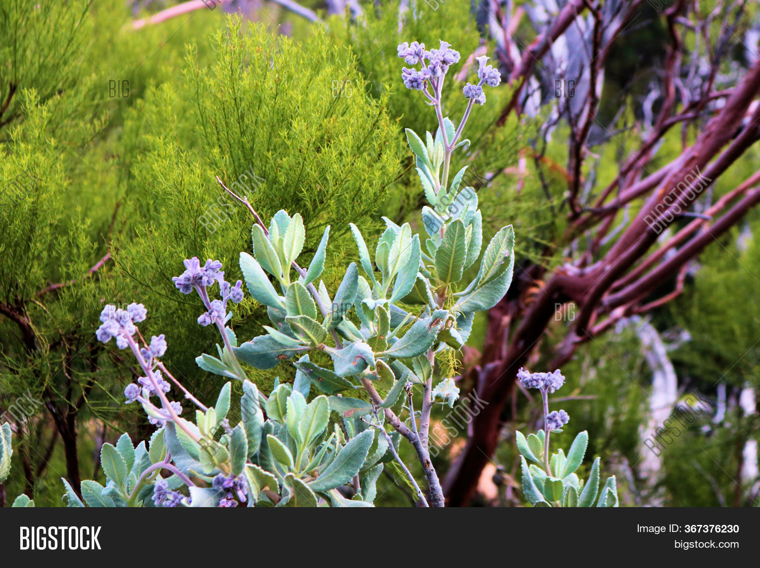 Chaparral Plants Image & Photo (Free Trial) | Bigstock