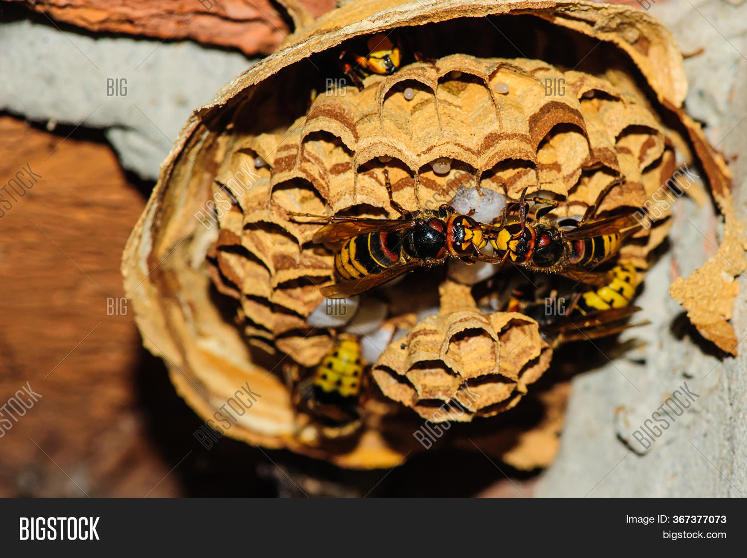 Paper Wasp Nest Old, Image & Photo (Free Trial) | Bigstock