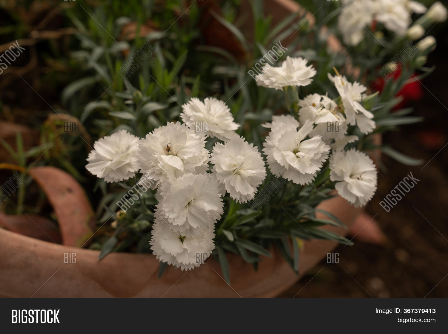 Small White Cloves Image & Photo (Free Trial) | Bigstock