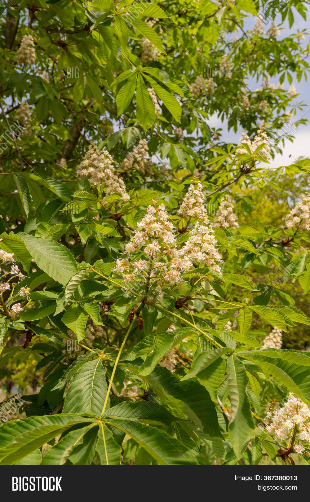 Blooming Chestnut Image & Photo (Free Trial) | Bigstock