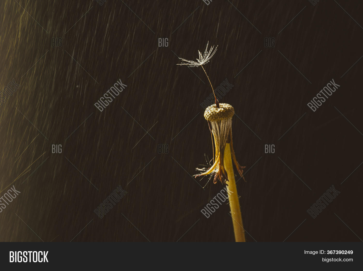 Single Dandelion Seed Image & Photo (Free Trial) | Bigstock
