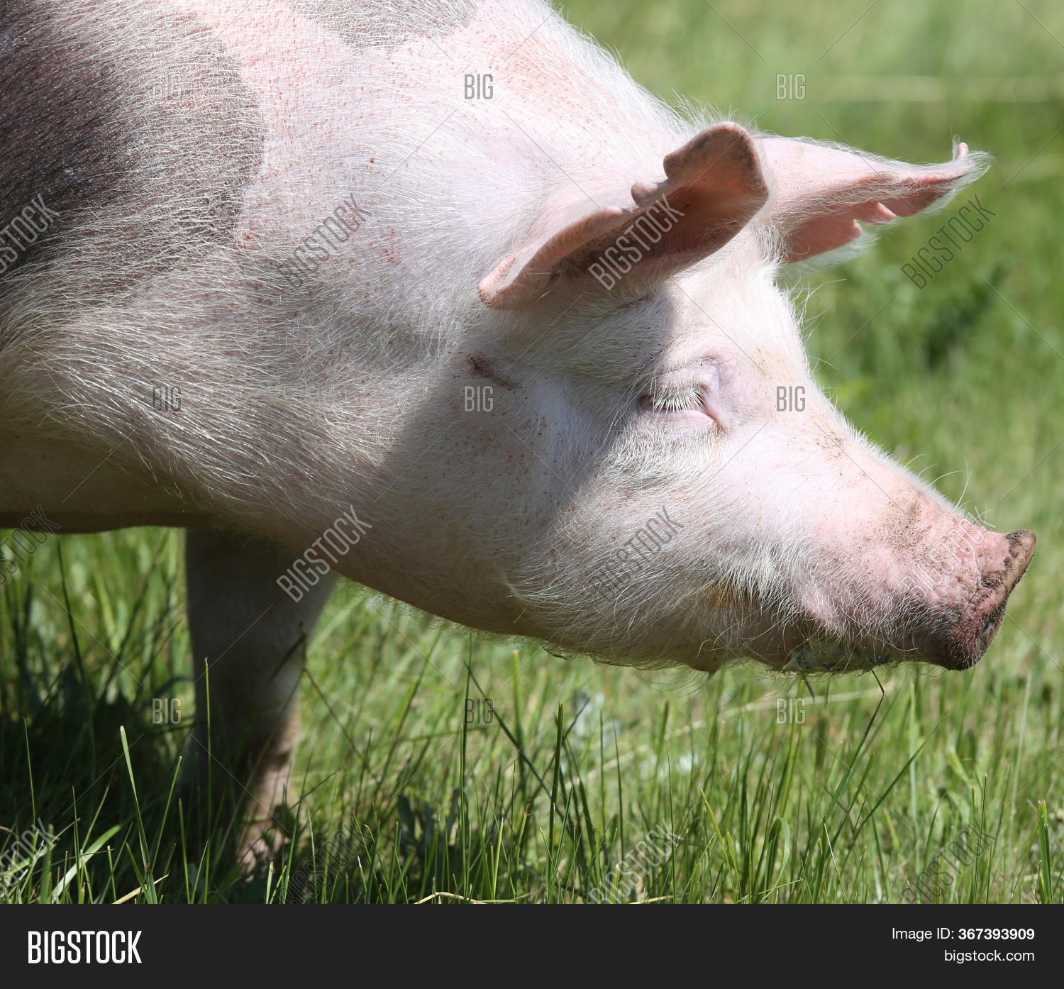 Beautiful Pig Grazing Image & Photo (Free Trial) | Bigstock