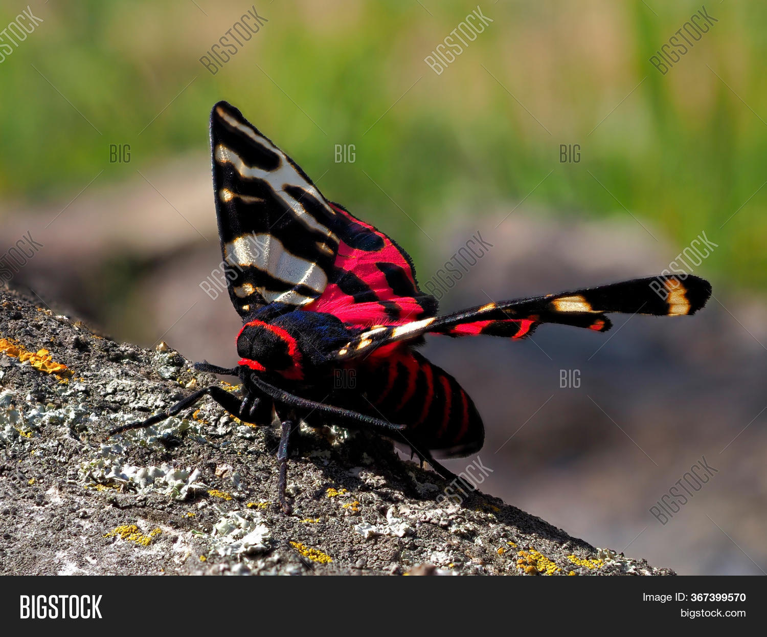 Tiger Moth Natuiral Image & Photo (Free Trial) | Bigstock